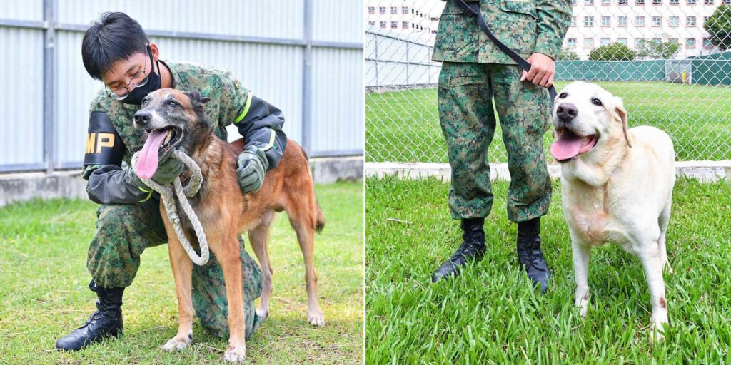 19 SAF Veteran Dogs Seek Loving Homes After 'ORD', Up For Adoption Till ...