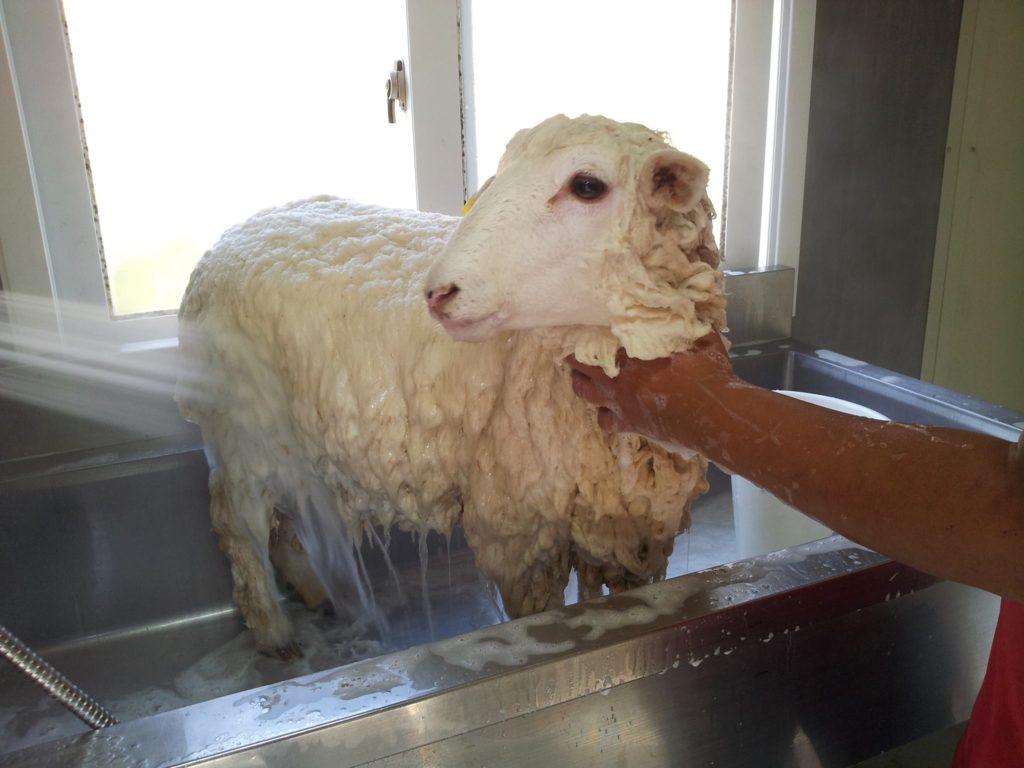 Sheep Get Baths At This Seoul Café & They're Fluffier Than Your Grandma ...