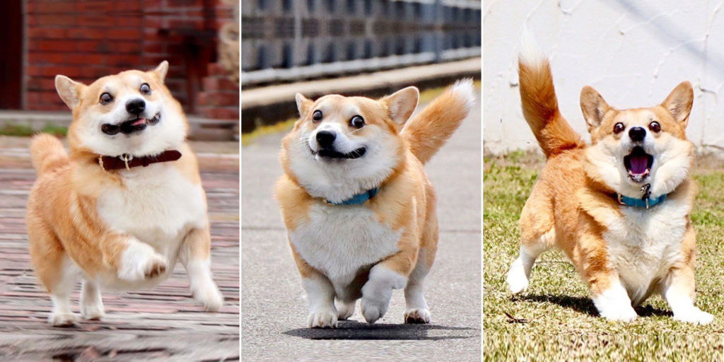 This Corgi Is A Meme King Whose Many Faces Express How 2020 Has Gone So Far