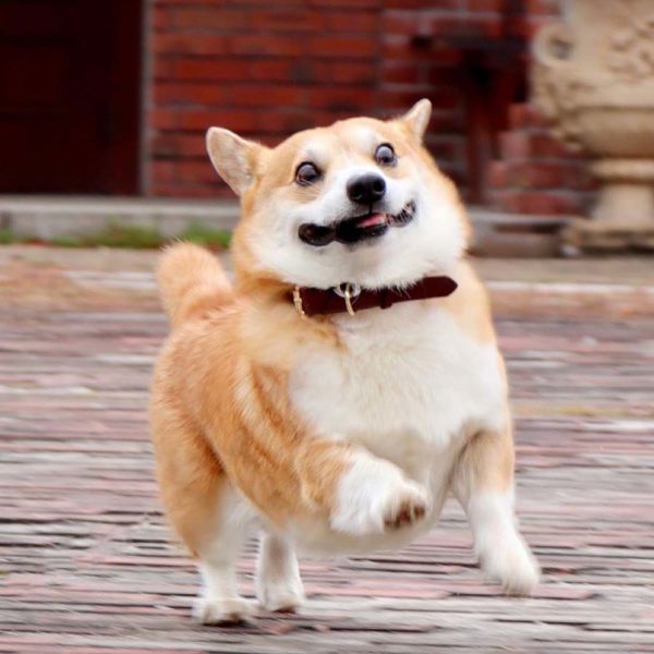 This Corgi Is A Meme King Whose Many Faces Express How 2020 Has Gone So Far