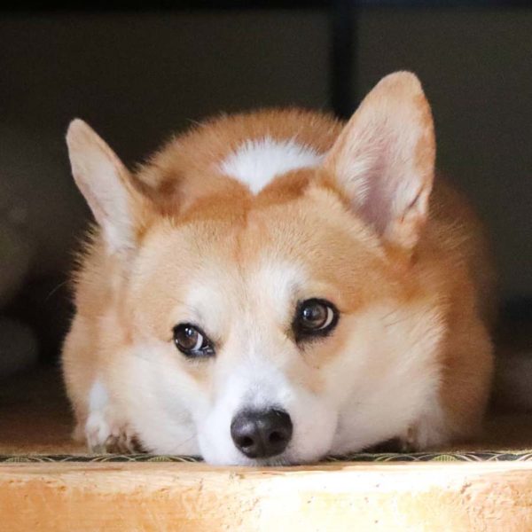 This Corgi Is A Meme King Whose Many Faces Express How 2020 Has Gone So Far