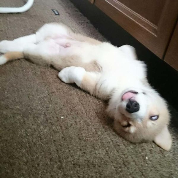 This Corgi Is A Meme King Whose Many Faces Express How 2020 Has Gone So Far