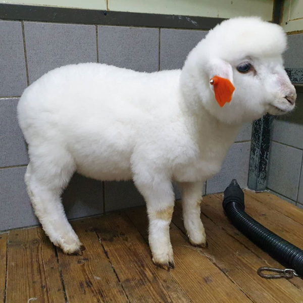 Sheep Get Baths At This Seoul Café & They're Fluffier Than Your Grandma ...