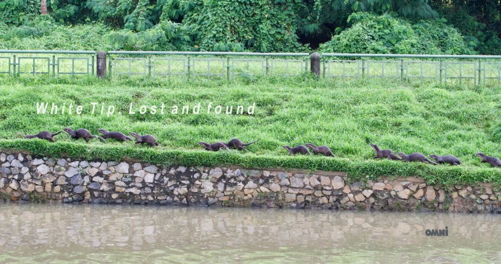 Otter That Went Missing Reunited With Bishan Family, Has A Habit Of ...