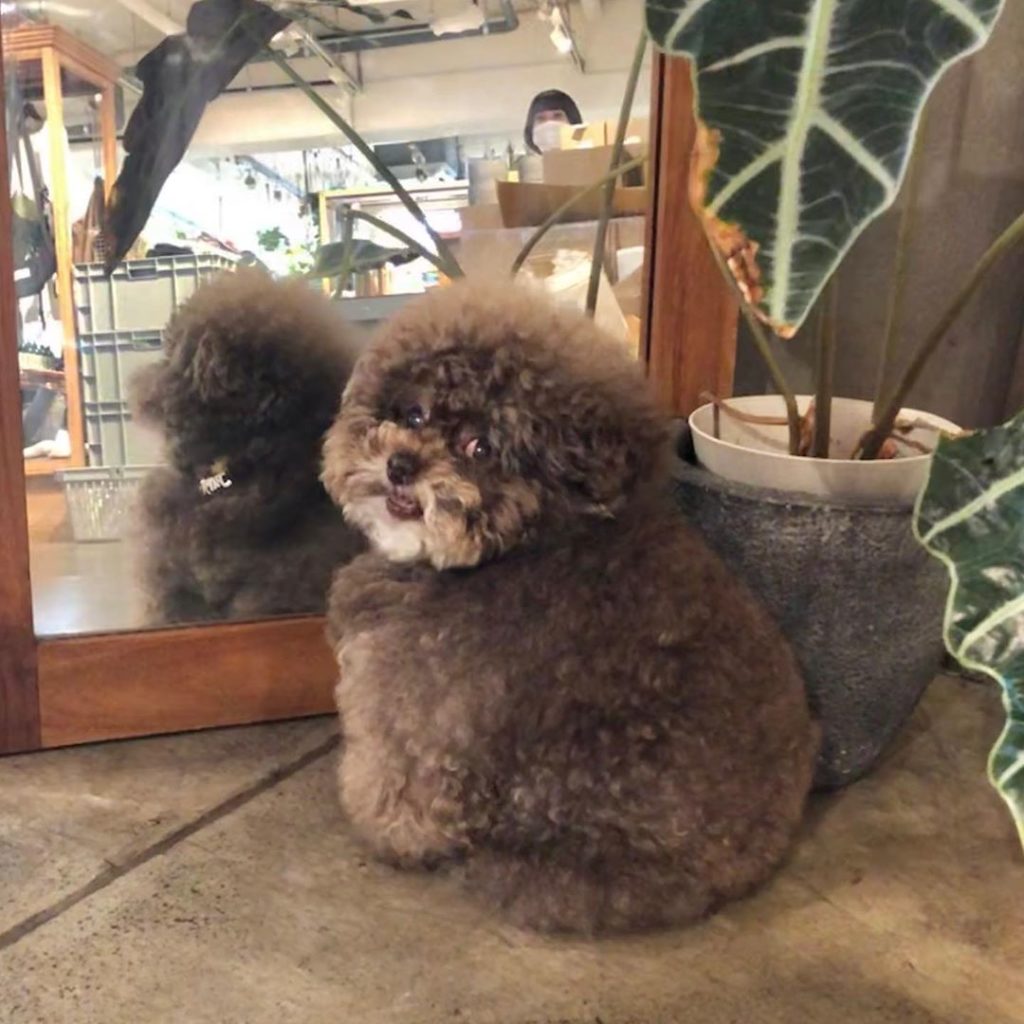 Fluffy Doggo's Ah Ma Perm & Human Poses Win Netizens’ Hearts