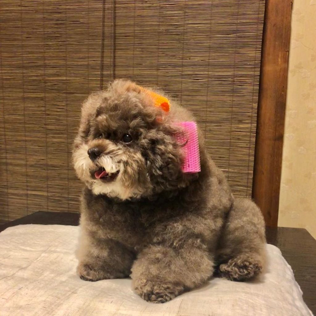 Fluffy Doggo's Ah Ma Perm & Human Poses Win Netizens’ Hearts
