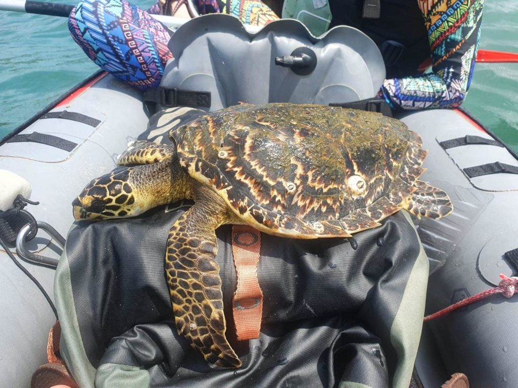 S'pore Kayakers Rescue Sea Turtle Floating Belly Up, Send It To NParks ...