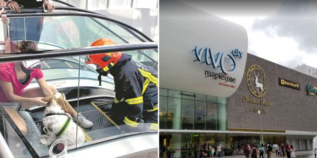 Dog's Paw Trapped In VivoCity Escalator, SCDF Rescues It In 30 Mins