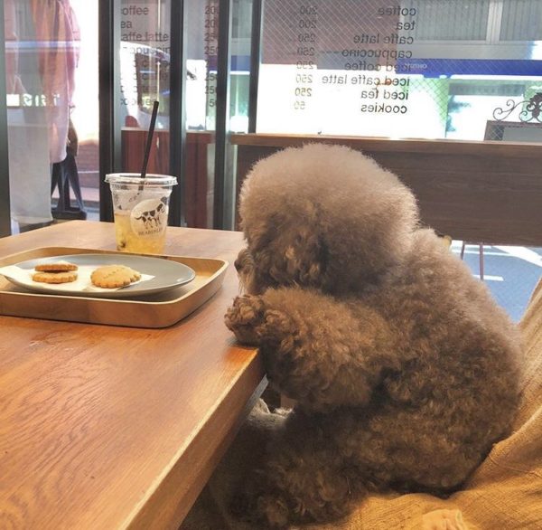 Fluffy Doggo's Ah Ma Perm & Human Poses Win Netizens’ Hearts