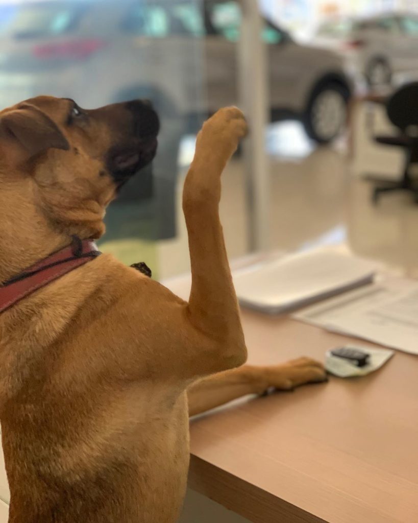 Hyundai Brazil Adopts Street Dog, He's Now A Car Dealer In Their Showroom