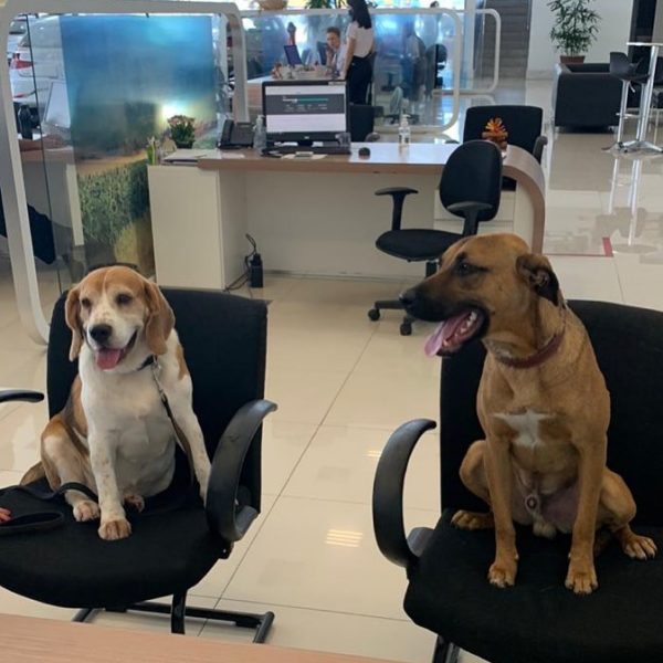 Hyundai Brazil Adopts Street Dog, He's Now A Car Dealer In Their Showroom