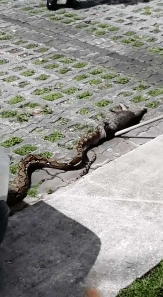 Python Seen Eating Cat At S'pore Carpark, Netizens Think Catchers ...