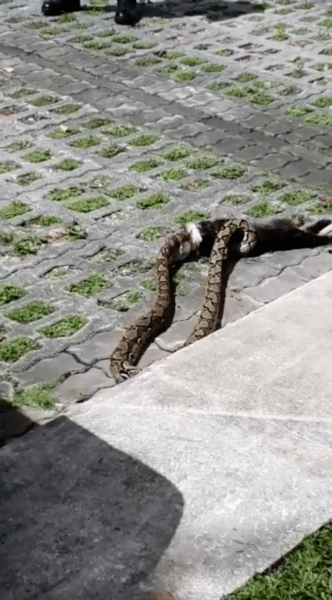 Python Seen Eating Cat At S'pore Carpark, Netizens Think Catchers ...