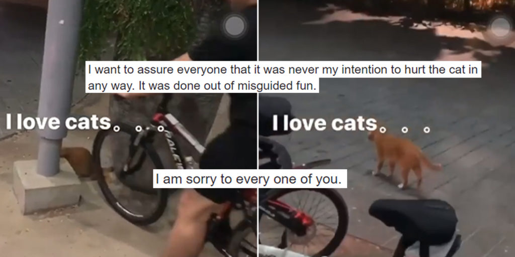 S'porean Who Disturbed Cat Apologises, Promises To Not Scare Them Again