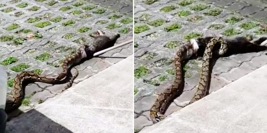 Python Seen Eating Cat At S'pore Carpark, Netizens Think Catchers ...