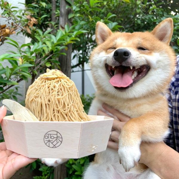 Shiba Inu Smiling When He Sees Food Is A Major Mood For Foodies In S'pore