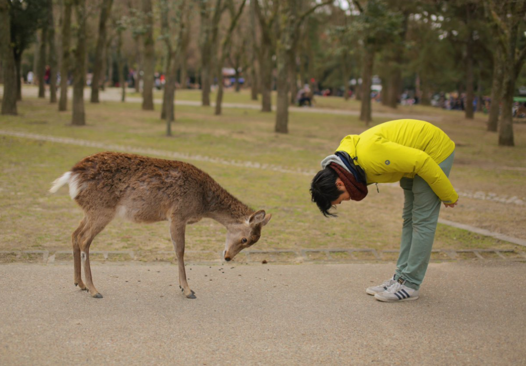 Nara Deers Look Emaciated, Expert Says They're Expecting Visitors' Treats