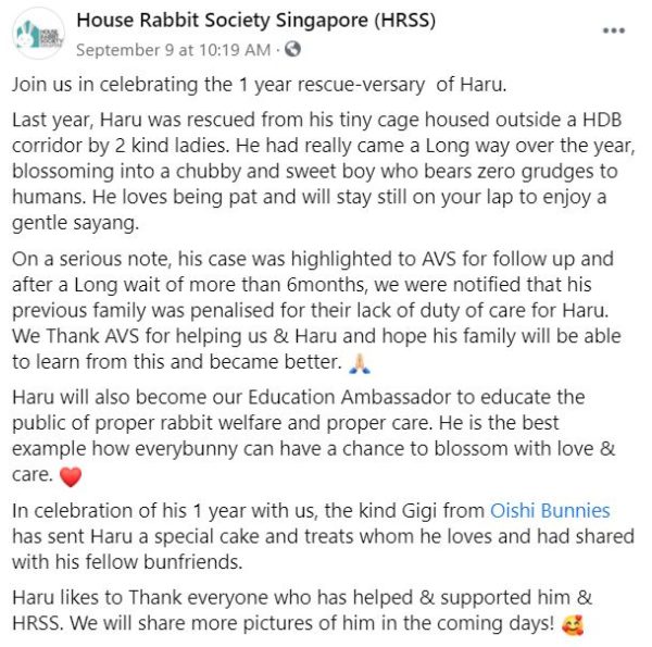 Rescued Skinny Rabbit Is Now Chonky & Well-Fed, Was Found Malnourished ...