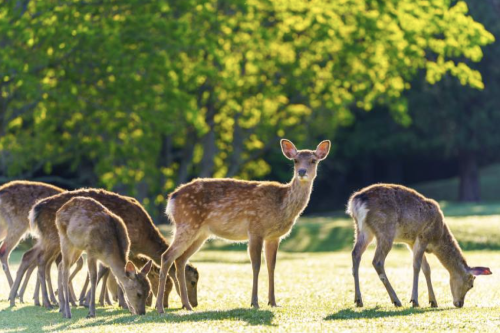 Nara Deers Look Emaciated, Expert Says They're Expecting Visitors' Treats