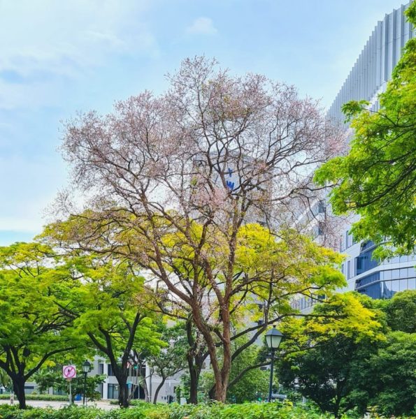 S'pore 'Sakura' Season Sees Trumpet Flowers In Full Bloom, Promising A ...