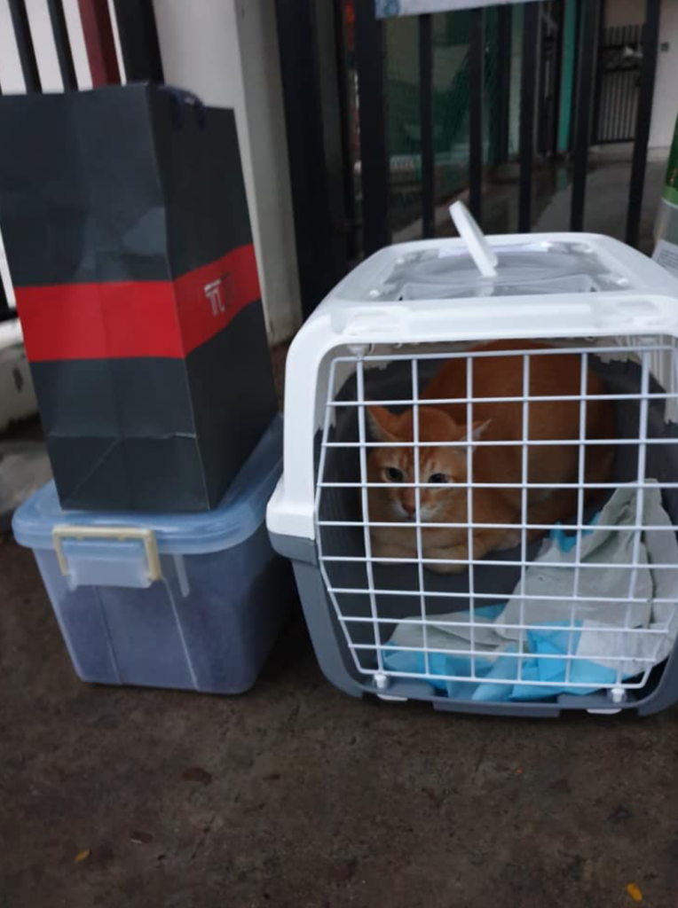 Ginger Cat Found Outside Marine Parade School, Note Asks Finder To Take ...