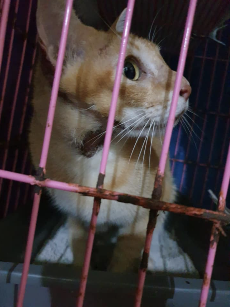 Ginger Cat Found Outside Marine Parade School, Note Asks Finder To Take ...