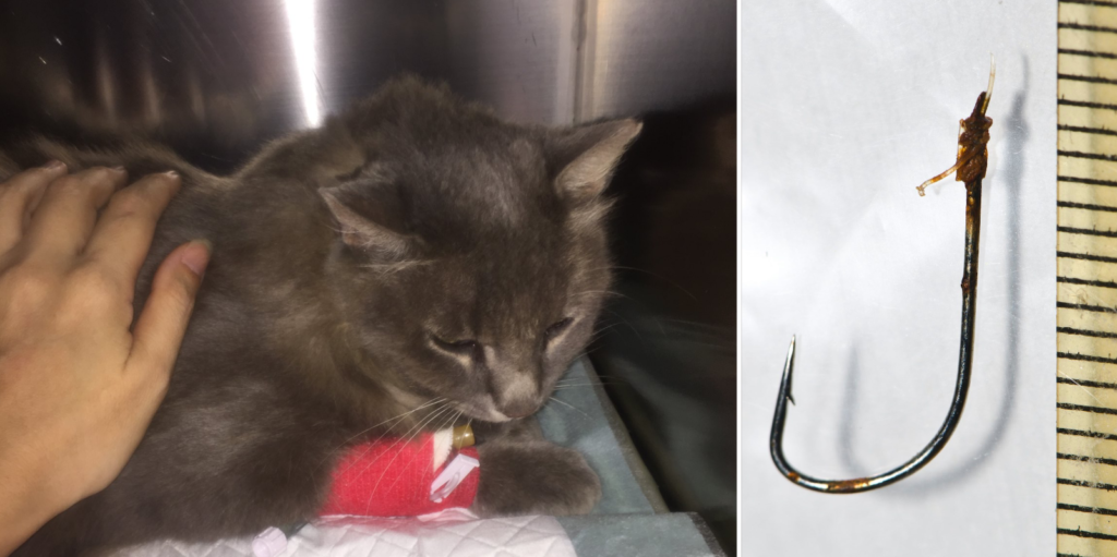 Cat Swallows Fishing Hook, Rescuer Hopes S'poreans Will Be More ...