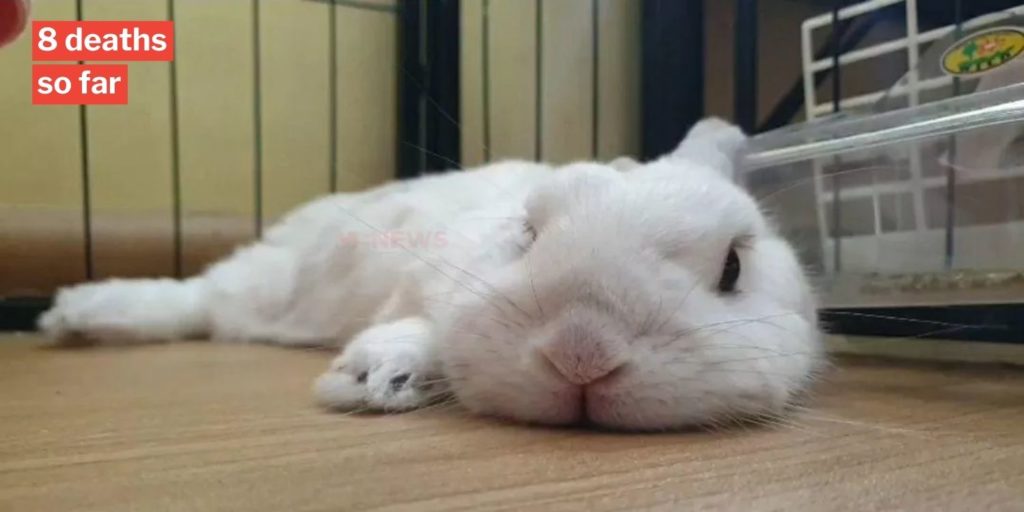 AVS Confirms Contagious Rabbit Disease In S'pore, Owners Should Keep ...
