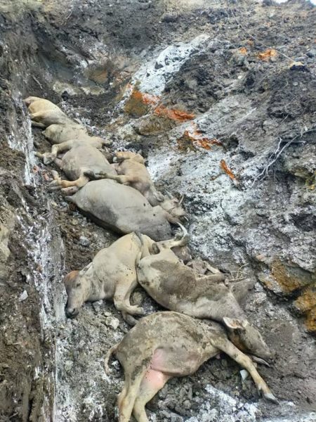 M'sian 'Mowgli' Loses 36 Buffaloes In 6 Days, Family Mourns Abrupt Passing