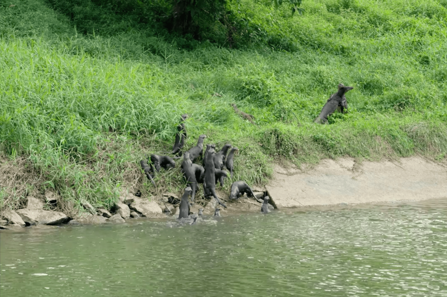 Monitor Lizards Battle It Out Along Pandan River, Otters Kaypoh Like ...
