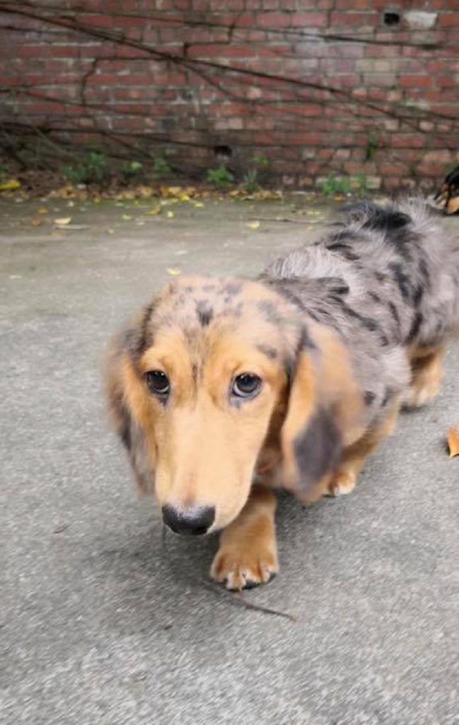 3 Mini Dachshunds Up For Adoption, Experienced Owner Needed As They ...