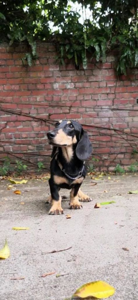 3 Mini Dachshunds Up For Adoption, Experienced Owner Needed As They ...