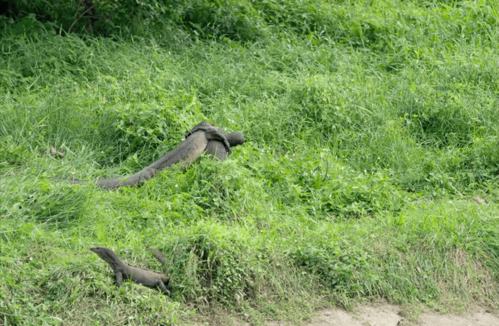 Monitor Lizards Battle It Out Along Pandan River, Otters Kaypoh Like ...