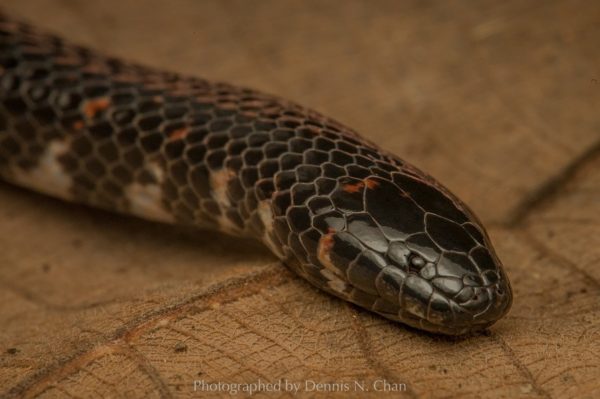 Elusive Mud Snake Spotted In Nee Soon, First Sighting Of Species In 106 ...