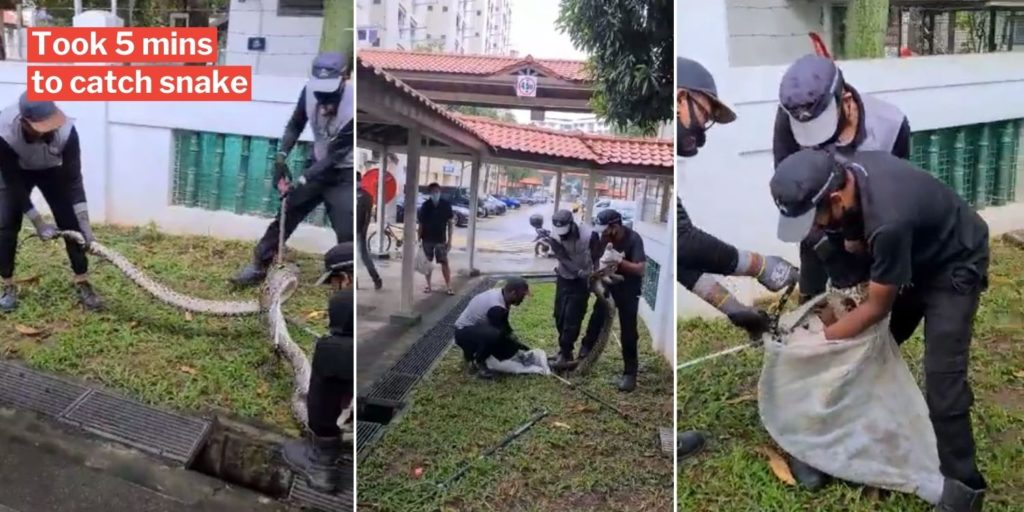 Huge Python Caught In Jurong West, 3 Men Struggle To Get It Into A Sack