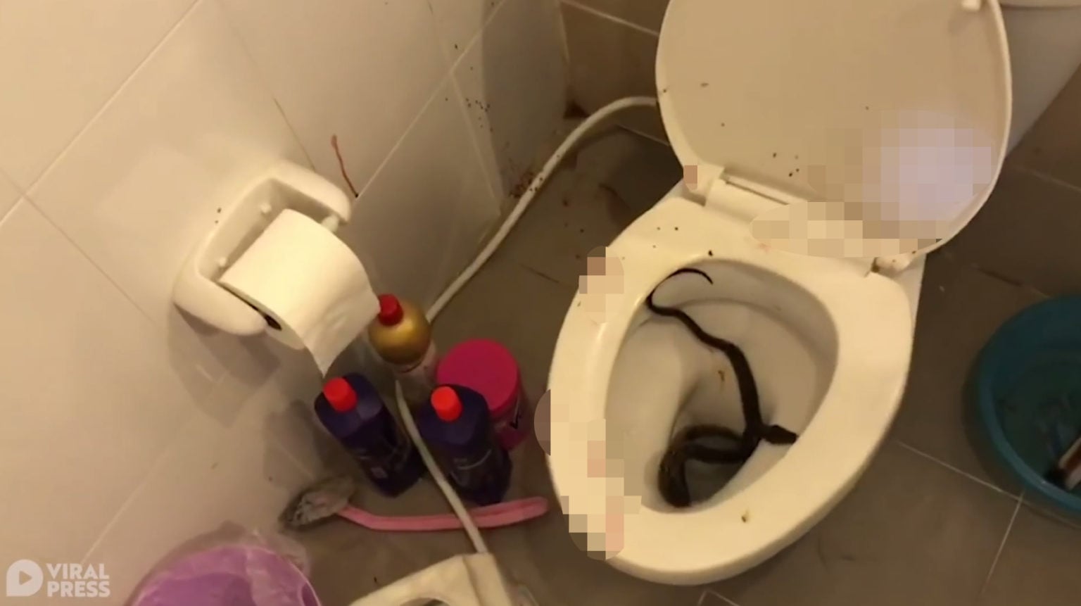 Teen In Thailand Gets Bitten By Python In Toilet Bowl, Wound Needs 3 ...