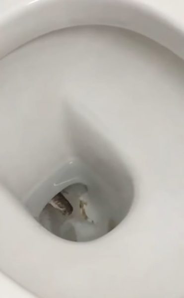 Teen In Thailand Gets Bitten By Python In Toilet Bowl, Wound Needs 3 ...