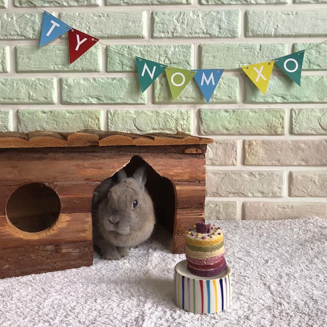Rescued Skinny Rabbit Is Now Chonky & Well-Fed, Was Found Malnourished ...