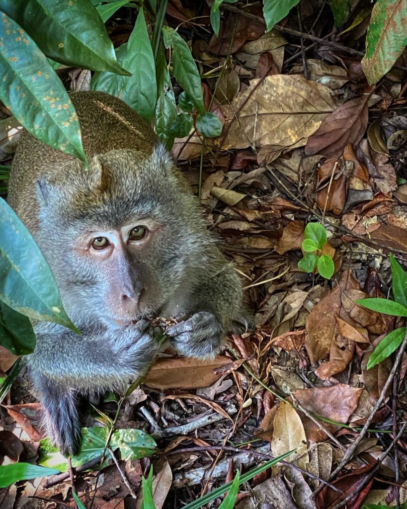 Man Photographs MacRitchie Like A Magic Forest, Shows Another World ...