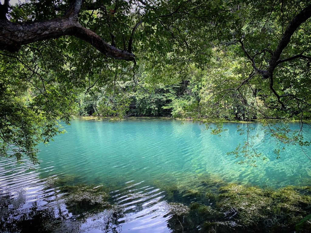 Man Photographs MacRitchie Like A Magic Forest, Shows Another World ...