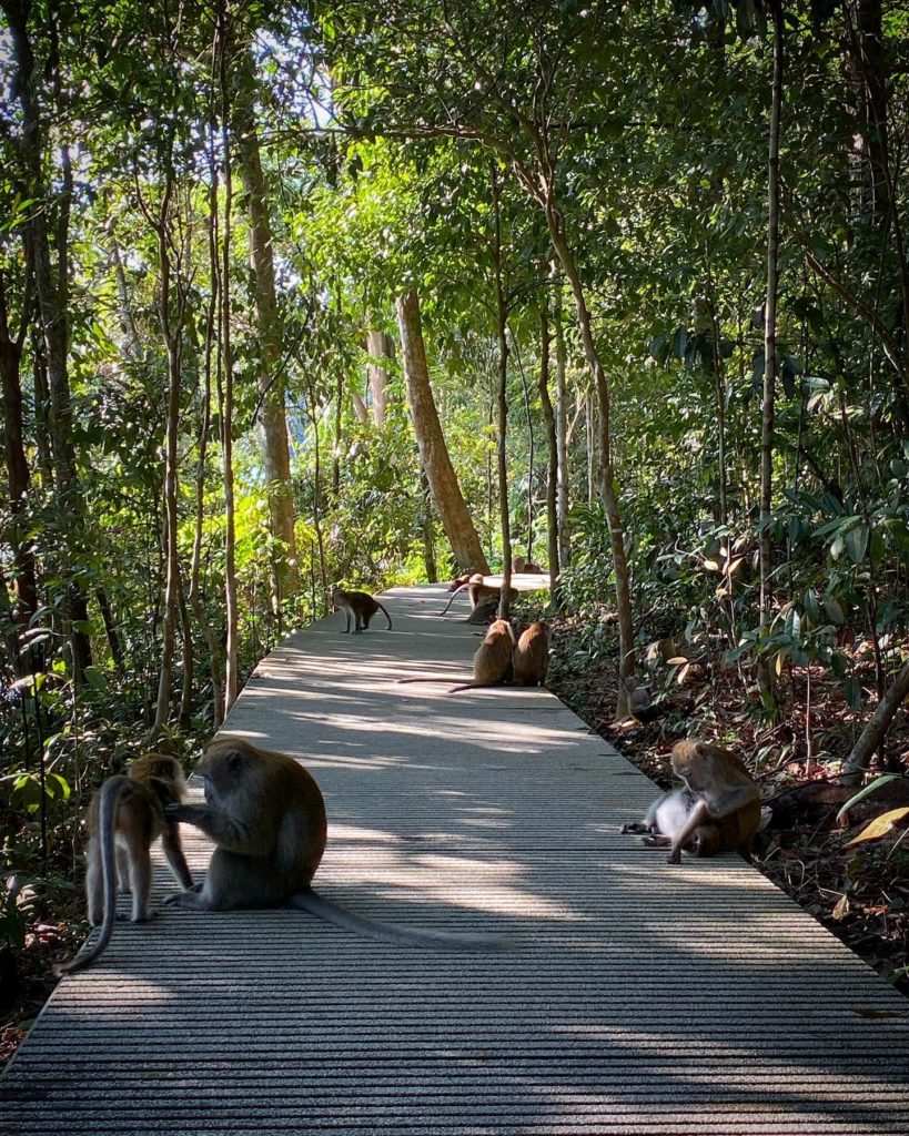Man Photographs MacRitchie Like A Magic Forest, Shows Another World ...