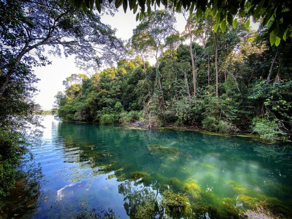 Man Photographs MacRitchie Like A Magic Forest, Shows Another World ...