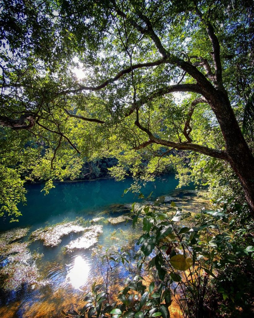 Man Photographs MacRitchie Like A Magic Forest, Shows Another World ...