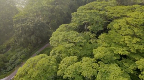 Clementi Forest Is A Sprawling, Misty Nature Park & The West's Best ...