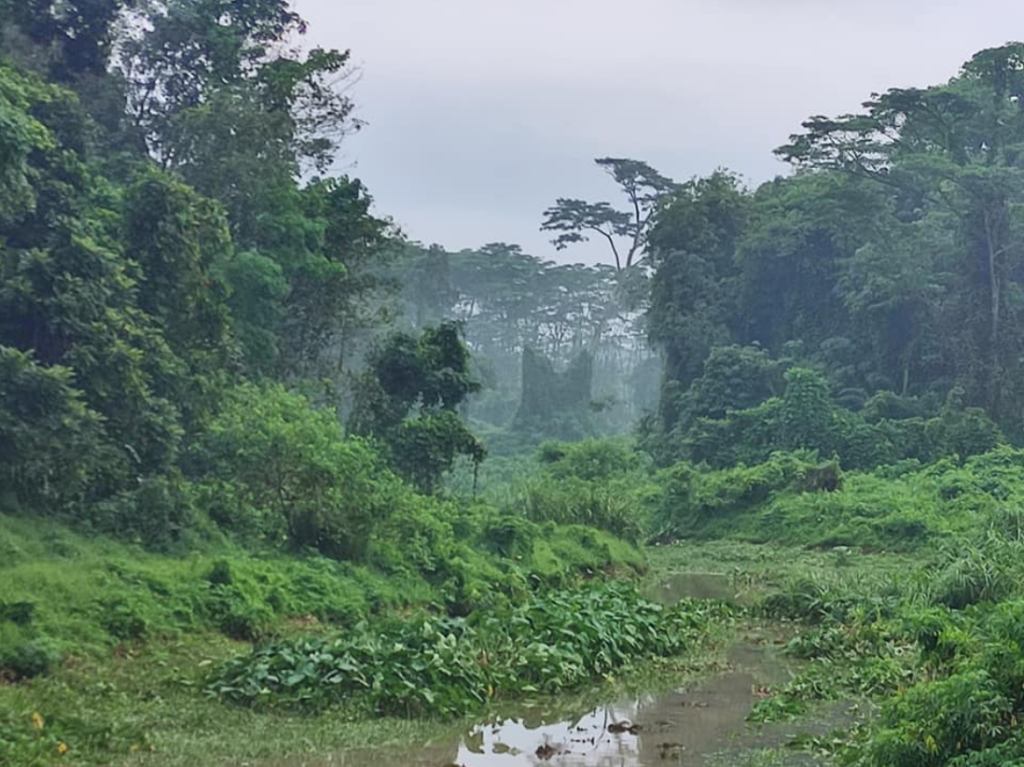 Clementi Forest Is A Sprawling, Misty Nature Park & The West's Best ...