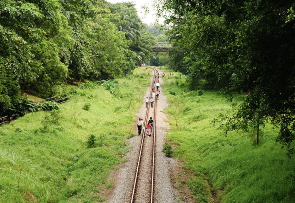 Clementi Forest Is A Sprawling, Misty Nature Park & The West's Best ...