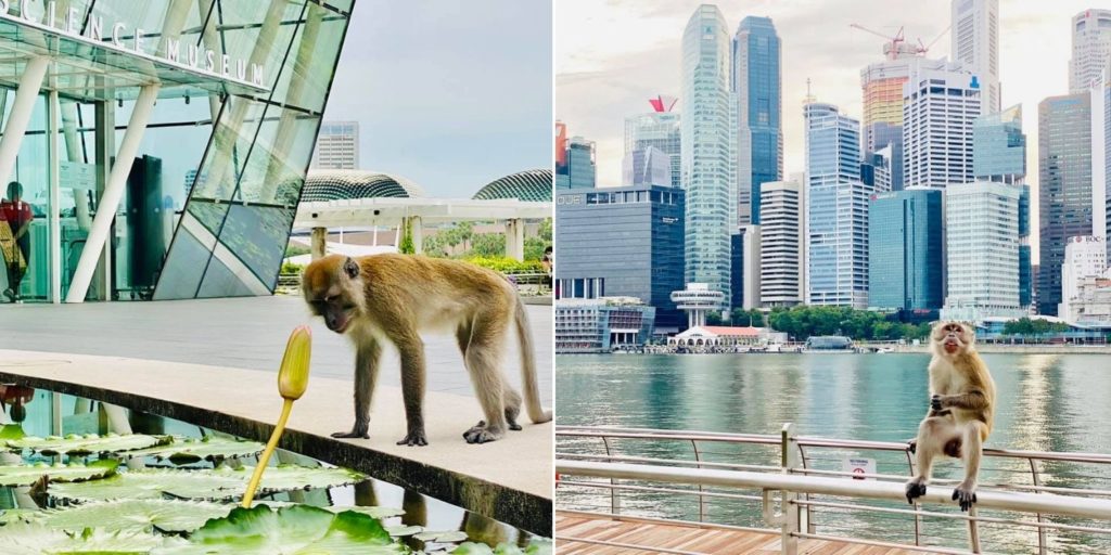Monkey Casually Lepaks At Marina Bay, Poses For Insta-Worthy Photos