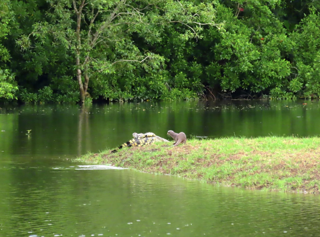 Brave Otter Creeps Up On Crocodile Chilling By The Water, Takes Over ...