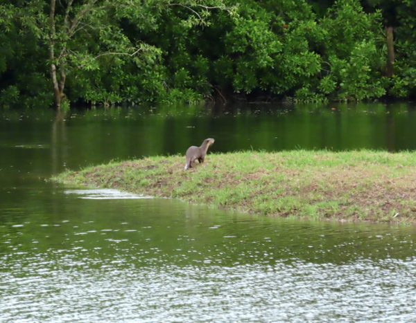 Brave Otter Creeps Up On Crocodile Chilling By The Water, Takes Over ...