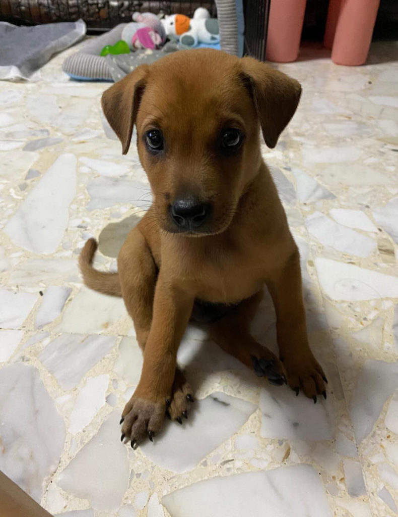 4 Adorable Puppies Need Furever Homes In S’pore, Their Innocent Stares ...